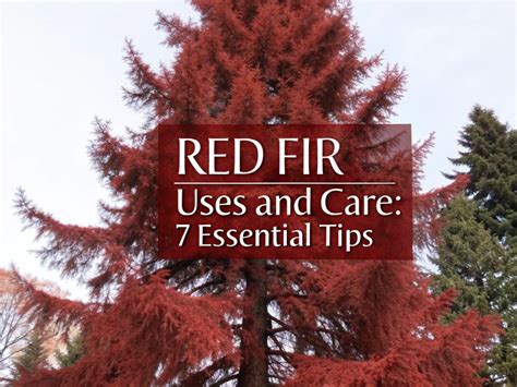 Black Cherry Wood 5 Facts To Know 2025