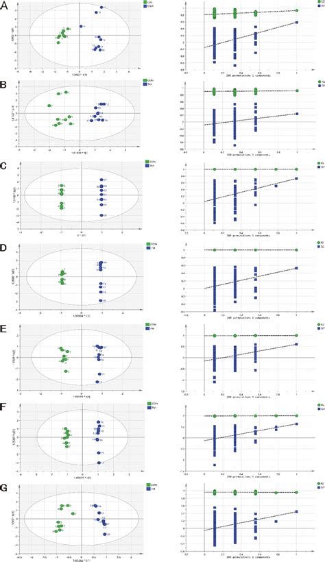 Opls Da Scores And 200 Permutation Tests Chart For Tissue Models Serum Download Scientific