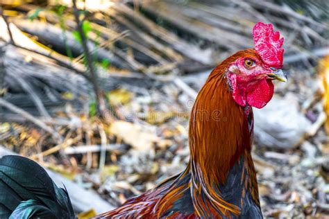 Rooster And Hens Chickens In Nature On Farm In Mexico Stock Image