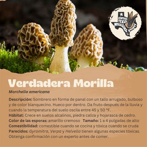 Tipos De Hongos En Texas Diferentes Tipos De Hongos — Foto De Stock