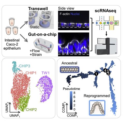 Single Cell Transcriptomic Mapping Of Intestinal Epithelium That Undergoes 3d Morphogenesis And