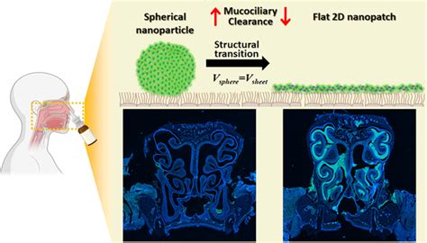 Laboratory For Bio Inspired Nanomaterials