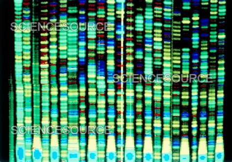 human genome research computer dna se stock image science source