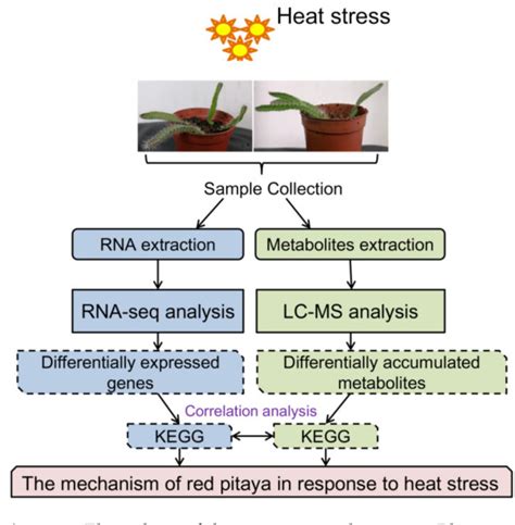 Figure 1 From An Integrative Transcriptomic And Metabolomic Analysis Of
