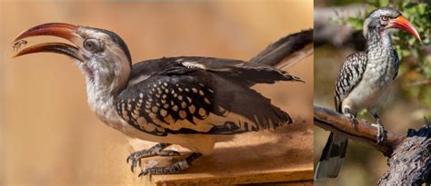 13 Common Birds Found In Eritrea 2024 Bird Watching Hq