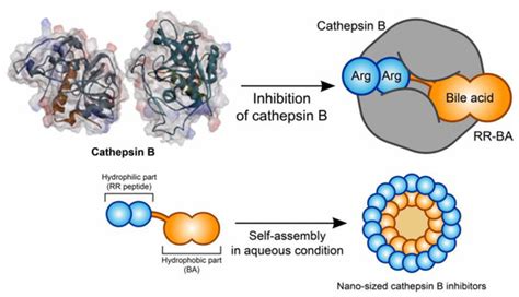 Development Of A Peptide Based Nano Sized Cathepsin B Inhibitor For Anticancer Therapy