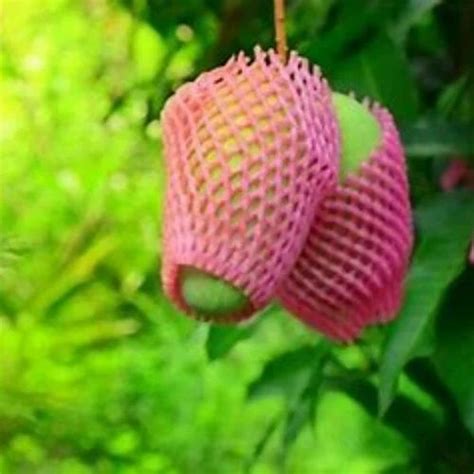 Mango Epe Foam Net 65 Mm At Rs 0 65 Piece In Badnawar Id 2852622020091