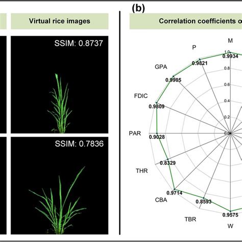 maize plant visualization results a generated virtual maize images and