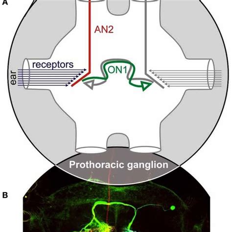 Bursting Neural Responses Bursting Properties Of A Neuron Can Be