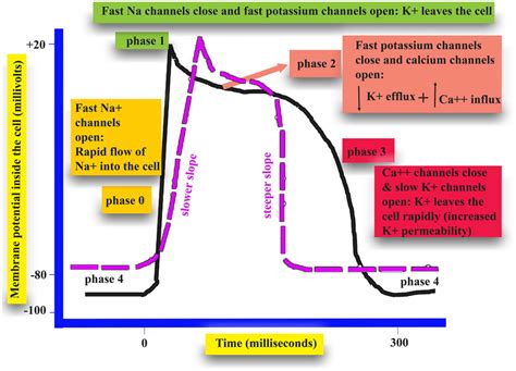 This Figure Illustrates Cardiac Action Potential In The Normal Black Download Scientific