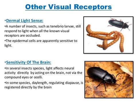 insect vision