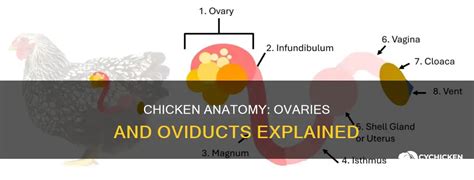 Chicken Anatomy Ovaries And Oviducts Explained Cychicken