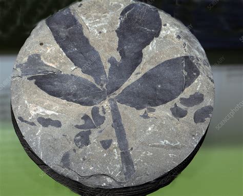 Fossil Seed Fern Leaf Stock Image C0579196 Science Photo Library