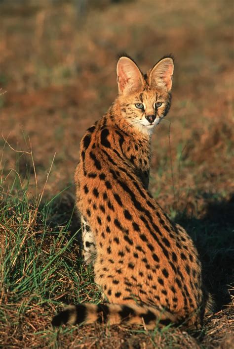 Types Of Cats In Africa 10 Wild Cats Of Africa All African Wild Cats