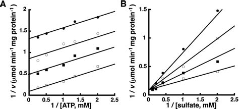 Experimental Data Are Shown As Symbols In The Double Reciprocal Plots