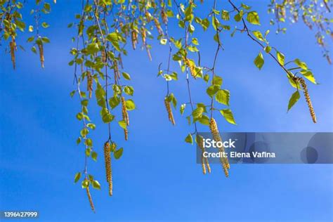 화창한 봄날에 푸른 하늘에 자작 나무 꽃 새로운 삶의 탄생 봄이 왔습니다 신선함 봄의 냄새 텍스트에 대한 공간을 복사합니다 0명에 대한 스톡 사진 및 기타 이미지 Istock