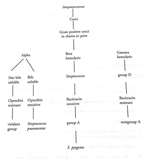 Gram Negative Cocci In Pairs