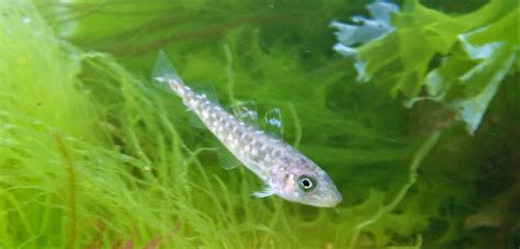 Cod Sex Gene Identified Marine Science Fish Focus