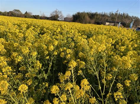 【豊橋市】2025年4月に豊橋市に愛知県立とよはし中学校が開校します。 号外net 豊橋市・田原市