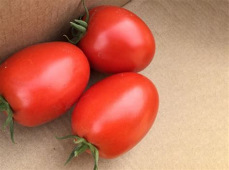 Magseeds Tomato Hybrids