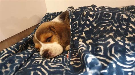 Why Do Beagles Like To Sleep Under The Covers And Blankets Beagle Care