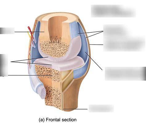 Diagram Of Module 28 Joint Classifications Quizlet
