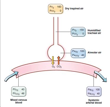 ABG Pathophys Flashcards Quizlet ABG Pathophys Flashcards Quizlet