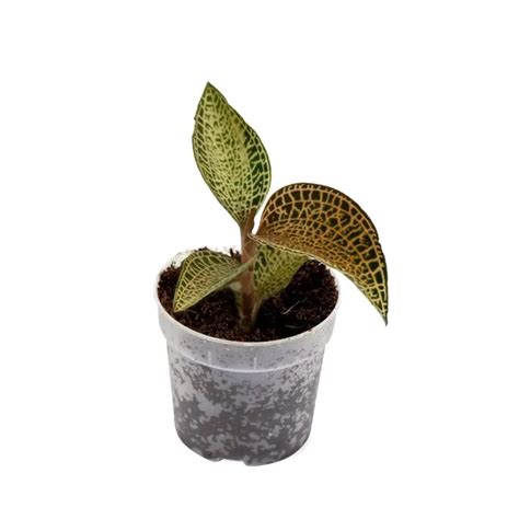 Anoectochilus Roxburghii Gold Bar Buy At Foliage Factory