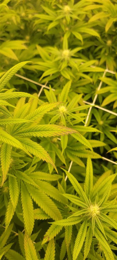 Whats Wrong Here Rgrowbuddy