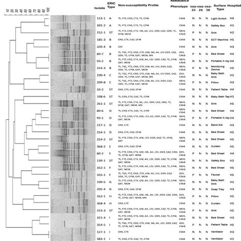 Eric Pcr Profiles And Characteristics Of The Environmental Download Scientific Diagram