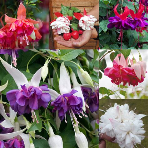 Fuchsia Giant Trailing Collection Jparkers