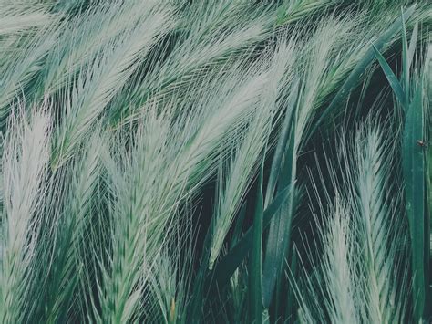 Psychoanalysis Downunder