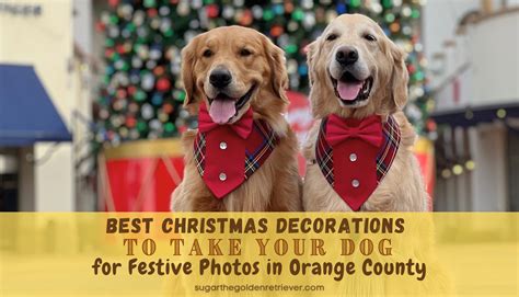 Finest Christmas Decorations To Take Your Canine For Festive Photographs in Orange County ...