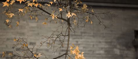 Sap 如何使用代码获得 Crm 系统一个 Attachment 实例的 Url 待注销 Segmentfault 思否