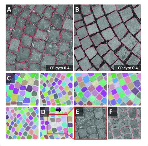 cobblestones notebook segmentation of non roundish cells a b