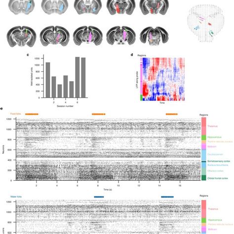 Unit Anatomy And Additional Data In Neuropixels Based Extracellular