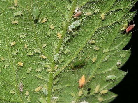 Як захистити капусту від шкідників у червні дієві методи Читайте на Ukr Net
