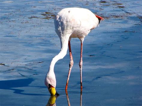 A crane legs posture картинки стокові A crane legs posture фотографії зображення Скачати з