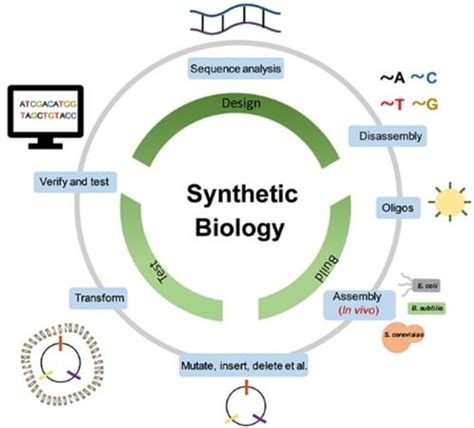 Dna大片段组装研究进展 Chembiochem X Mol
