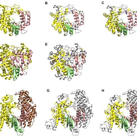 Pdf Structure Unveils Relationships Between Rna Virus Polymerases