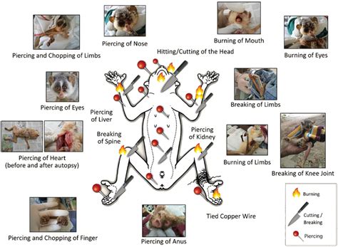 Overview Of The Practices Inflicted On Grey Slender Loris Loris Download Scientific Diagram