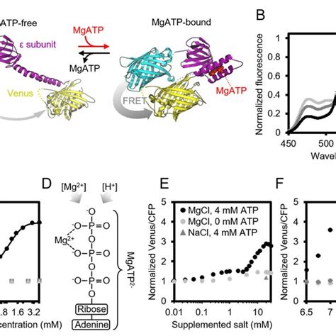 Pdf Atp Sensing In Living Plant Cells Reveals Tissue Gradients And Stress Dynamics Of Energy