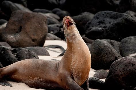갈라파고스 바다 사자 Zalophus Californianus Wollebacki 전화 Playa Ochoa San Cristobal Island 갈라파고스 제도