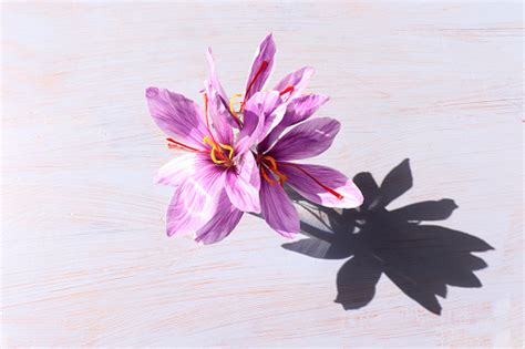 가을 정물 장면 햇빛에 흰색 배경에 사프란 크로커스로 일반적으로 알려진 크로커스 사티푸스 유리 그릇에 진홍색 낙인 길고 가혹한 그림자 높은 각도 0명에 대한 스톡 사진 및