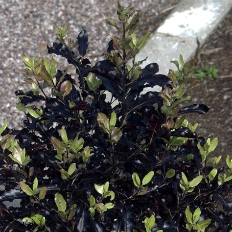 Pittosporum Tenuifolium Dark Diva Un Arbuste De Climat Doux Au