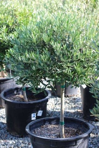 Little Ollie Patio Tree Rikki Ibara