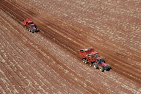 Sugarcane New Ctc Genetically Modified Varieties Aim To Deliver