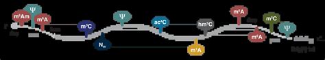 Epitranscriptome Analysis Neb