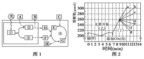 [题目] 1 大多数植物种子以贮藏脂肪为主 这是因为与糖类相比 脂肪是更好的 物质 其原因之一是相同质量的脂肪彻底氧化分解释放出的能量比糖类 2 为了观察植物种子中的脂肪 常用苏丹Ⅲ染液对