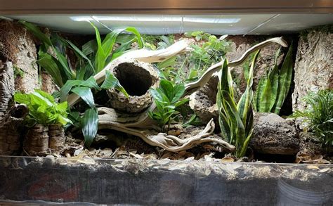 Ball Python Enclosure Ideas Ball Python Enclosures Vision Products